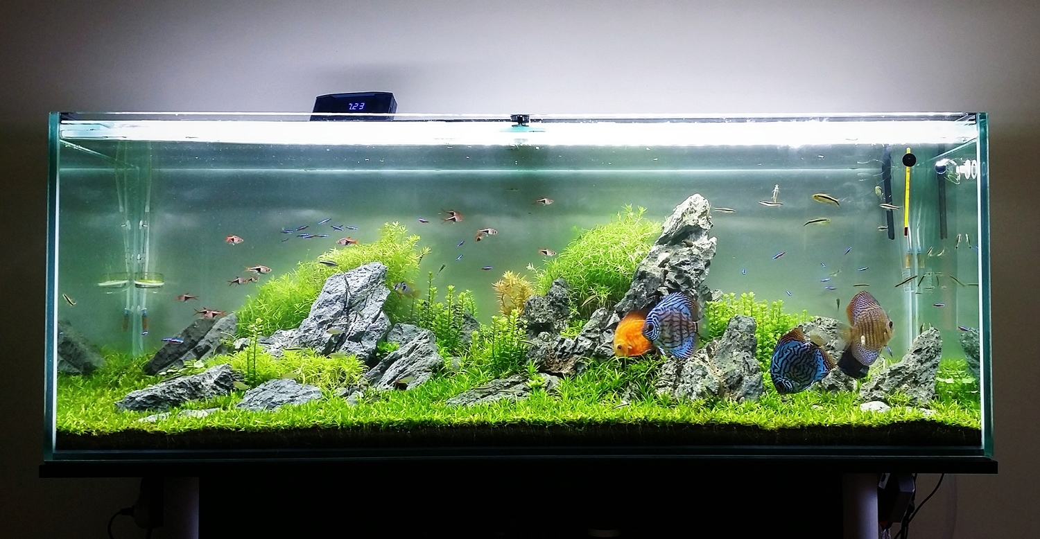 HELANTHIUM TENELLUM 'GREEN' - Aquaeden