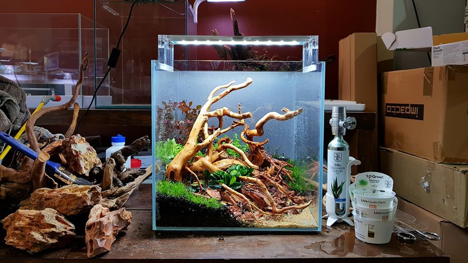 Ada Cube Garden 30 C | Fasci Garden