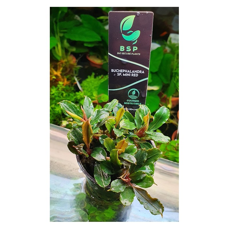 aquaeden, bucephalandra