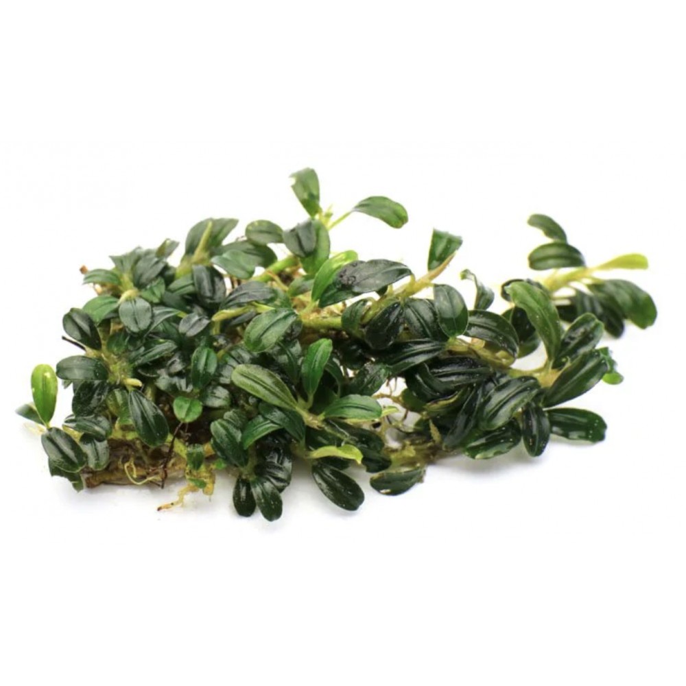 BUCEPHALANDRA GREEN TEARS - Aquaeden