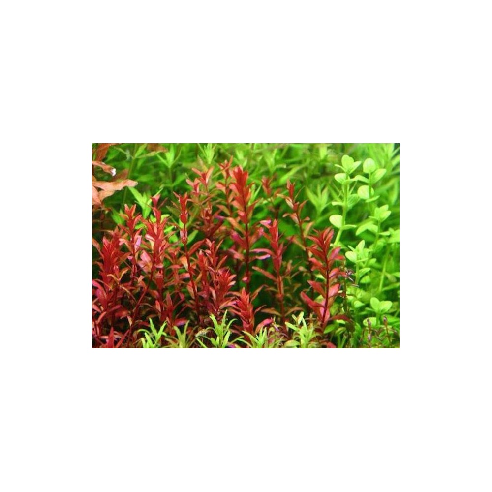 ROTALA SP. "BLOOD RED" - Aquaeden