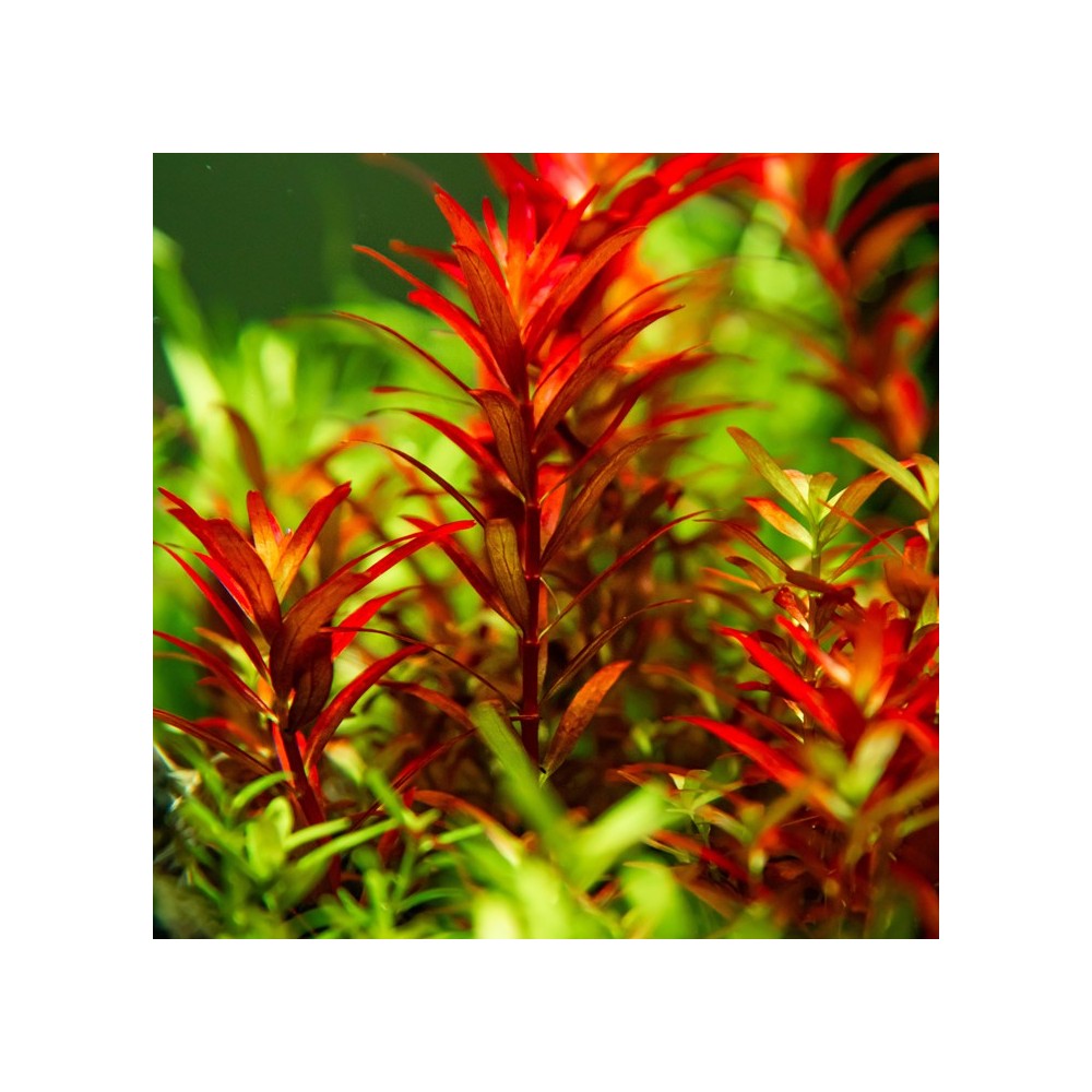 ROTALA SP. "BLOOD RED" - Aquaeden