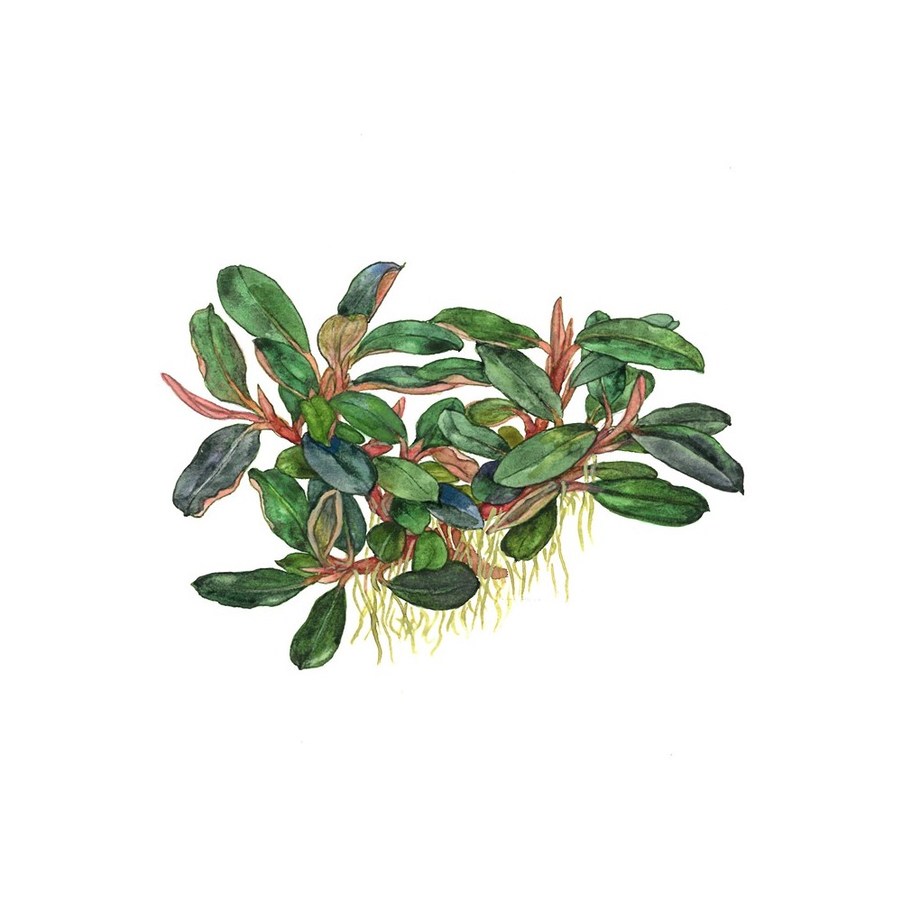 BUCEPHALANDRA SORDIDULA "BLUE" - Aquaeden