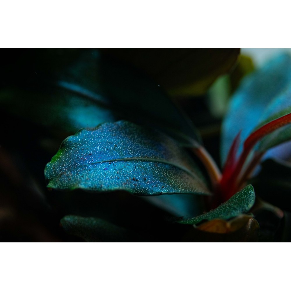 BUCEPHALANDRA SORDIDULA "BLUE" - Aquaeden