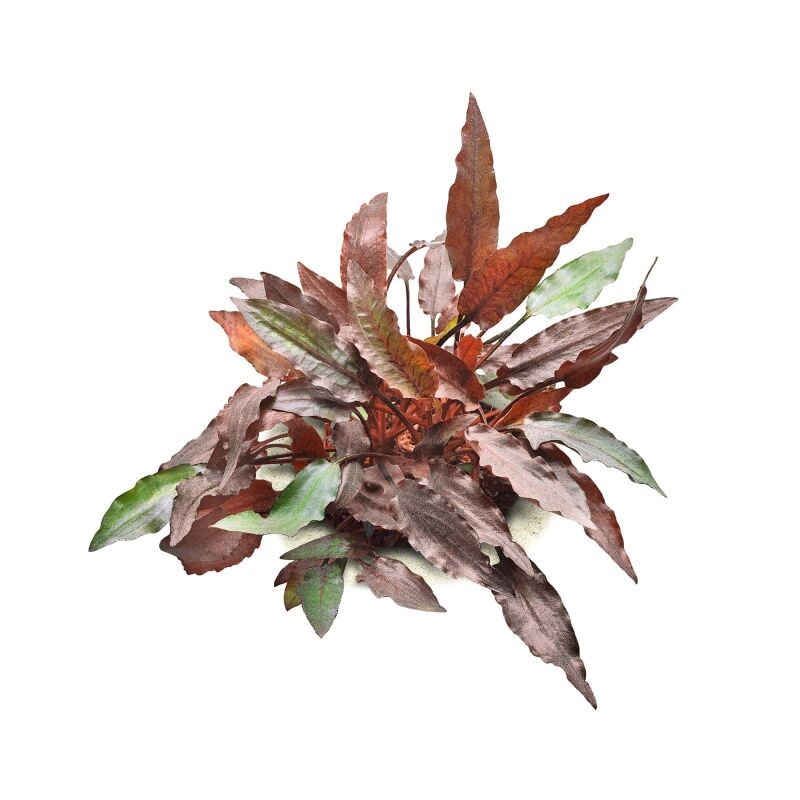 Cryptocoryne Petchii "Pink" - Aquaeden