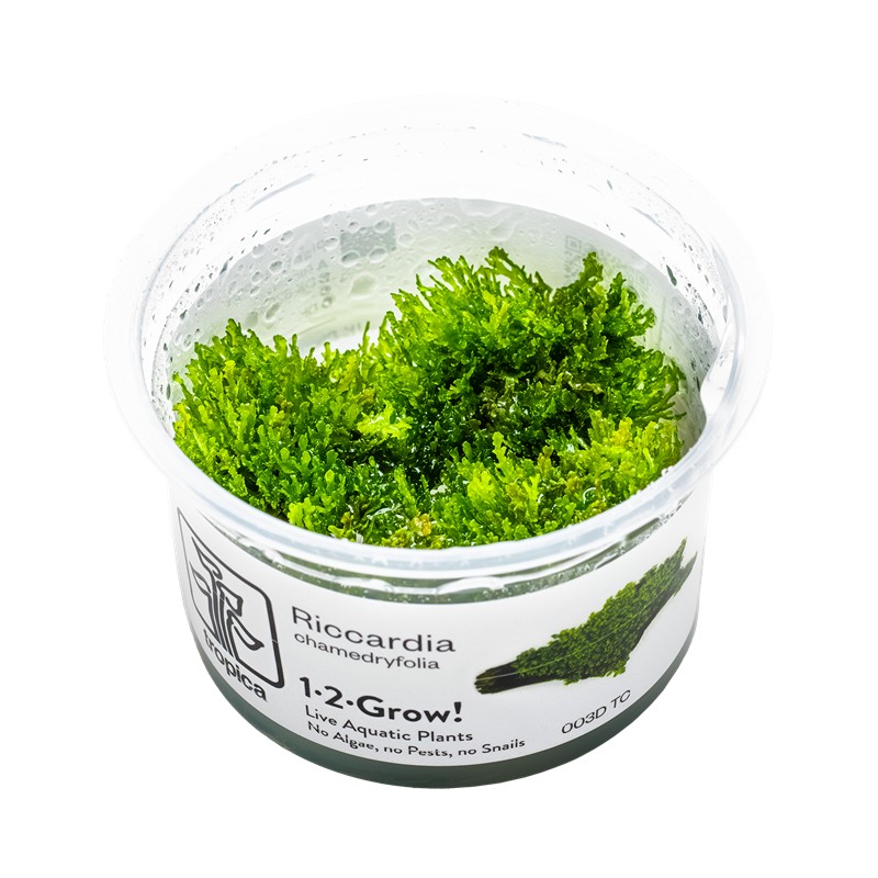 RICCARDIA CHAMEDRYFOLIA - Aquaeden