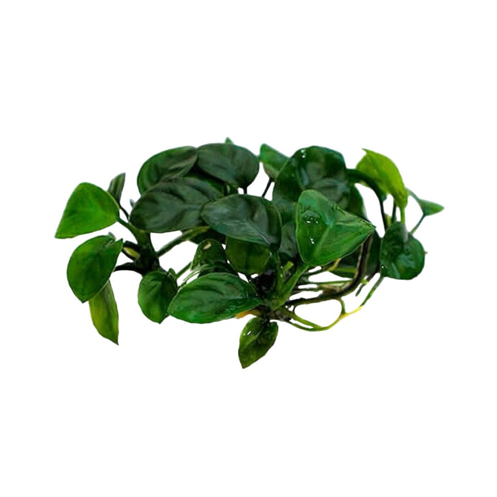 Anubias nangi - Aquaeden