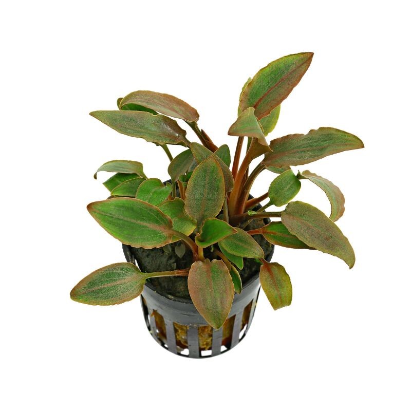 Cryptocoryne wendtii "red" - Aquaeden