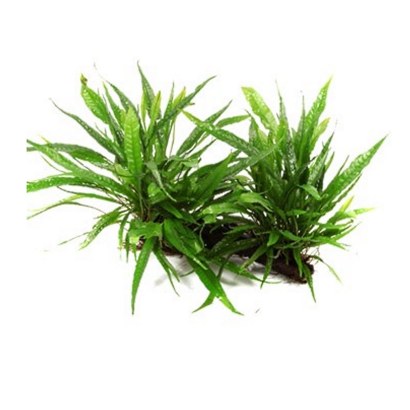 MICROSORUM PTEROPUS ON WOOD XL - Aquaeden