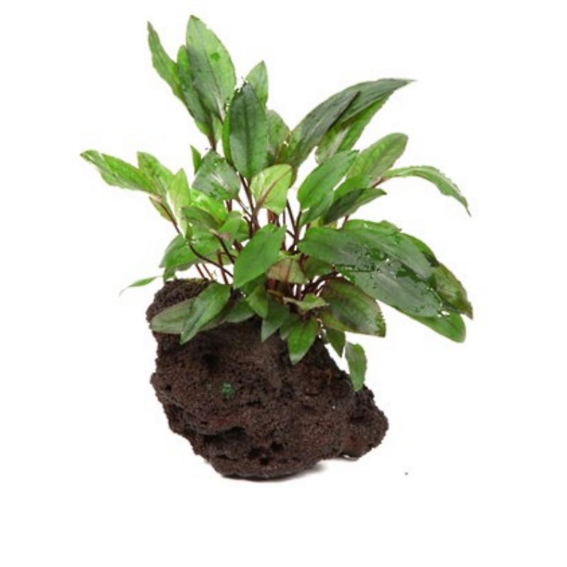 CRYPTOCORYNE BECKETTII PETCHII ON LAVA STONE - Aquaeden