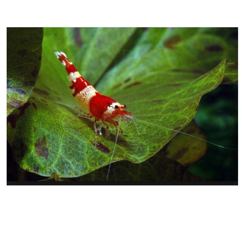 CARIDINA CANTONENSIS VAR. "CRYSTAL RED S" - Aquaeden