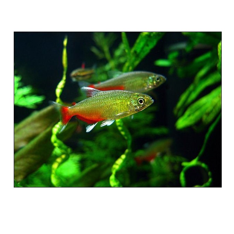 APHYOCHARAX RATHBUNI - Aquaeden