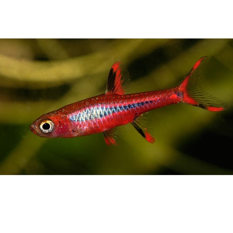 BORARAS BRIGITTAE - Aquaeden