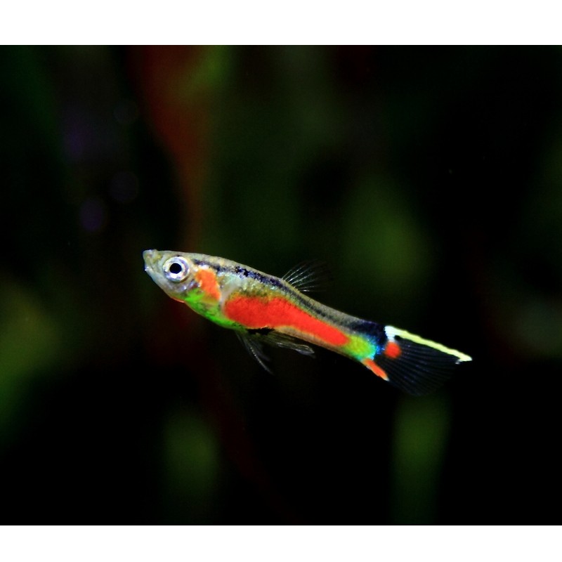 ENDLER MIX COLORS - Aquaeden