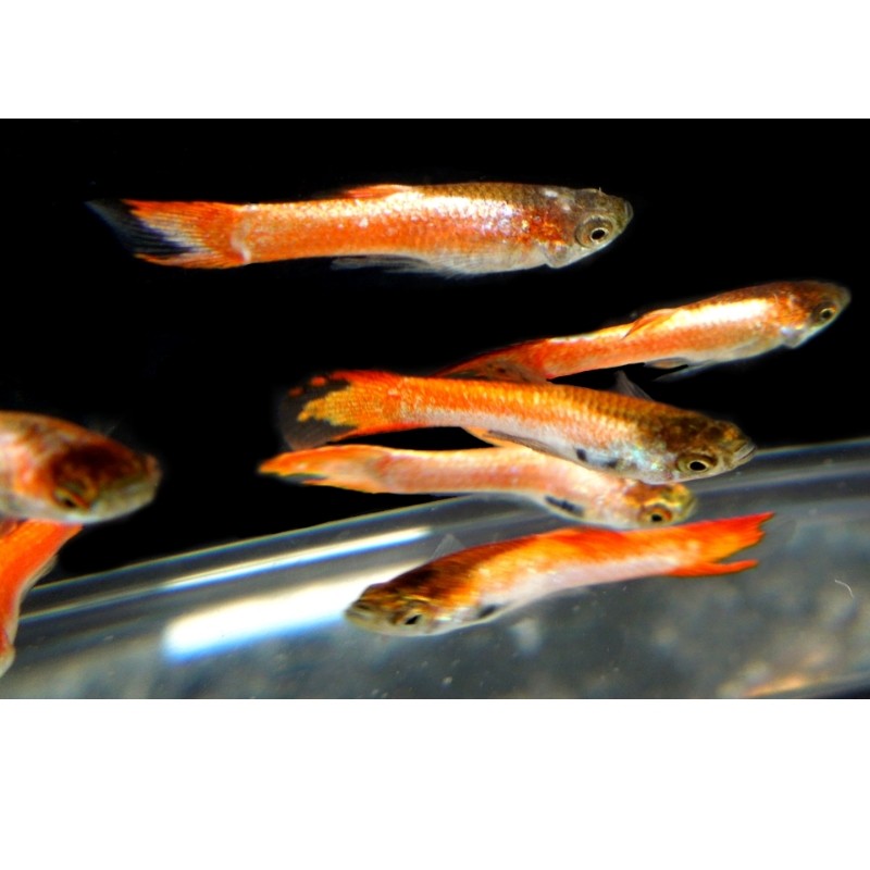 ENDLER RAINBOW - Aquaeden