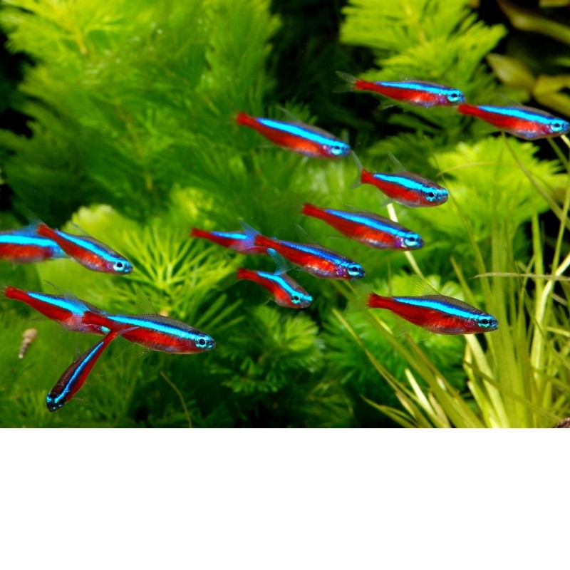 PARACHEIRODON AXELRODI - Aquaeden