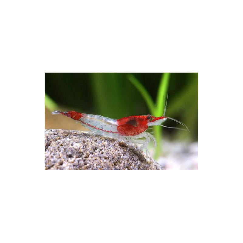 NEOCARIDINA HETEROPODA VAR. "RED RILI SAKURA" - Aquaeden