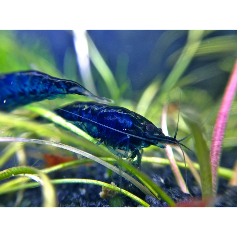 NEOCARIDINA HETEROPODA VAR. "BLUE DIAMOND" - Aquaeden