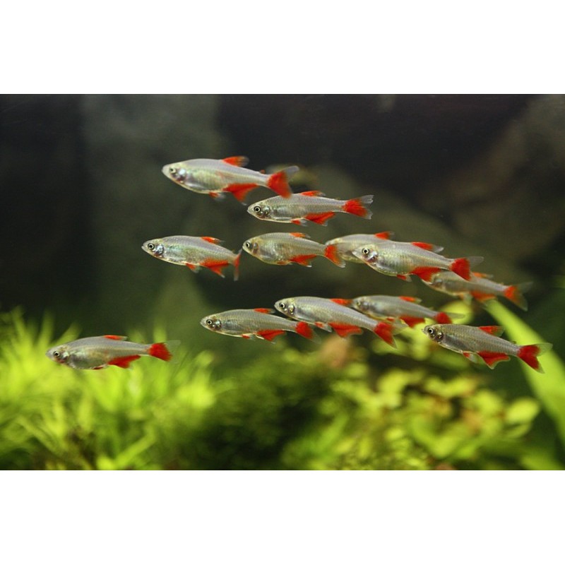 APHYOCHARAX ANISITSI - Aquaeden