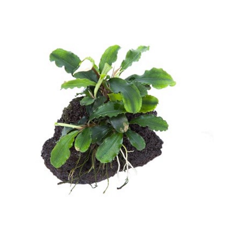 BUCEPHALANDRA 'WAVY GREEN' (fixa em rocha) - Aquaeden