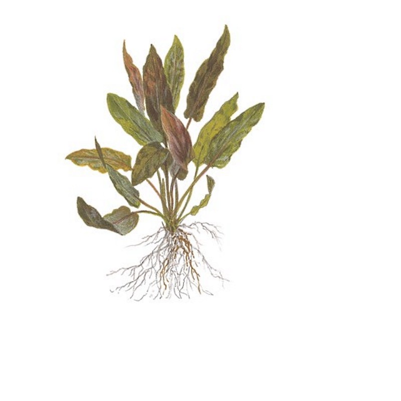 CRYPTOCORYNE UNDULATUS RED - Aquaeden
