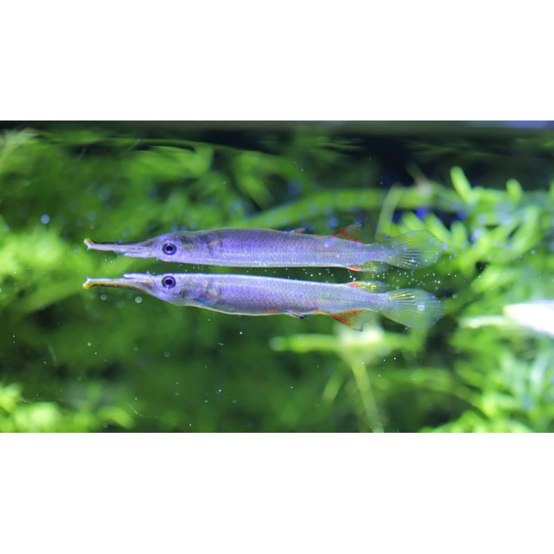 DERMOGENYS PUSILLA - Aquaeden