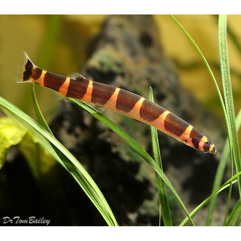 Aquaeden, PANGIO KHULI