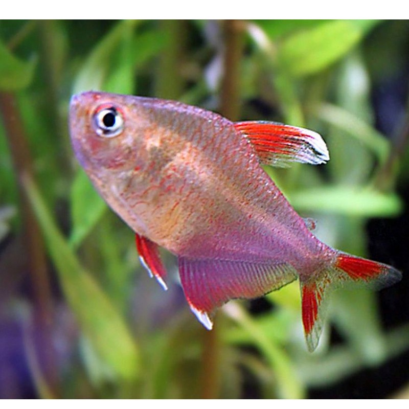 Aquaeden, tetra rosy