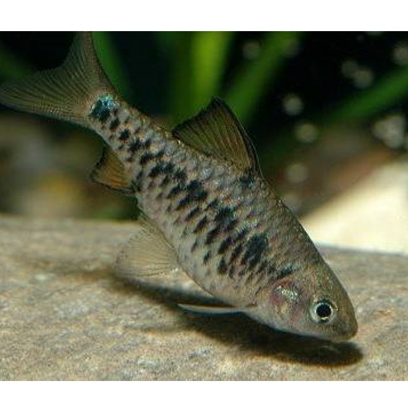 Aquaeden, CAPOETA OLIGOLEPIS