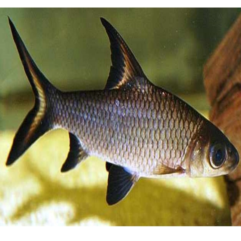 Aquaeden, BALANTIOCHEILUS MELANOPTERUS