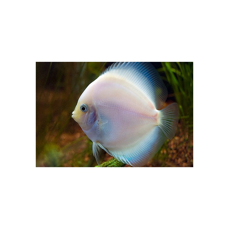 Snow White Discus Fish