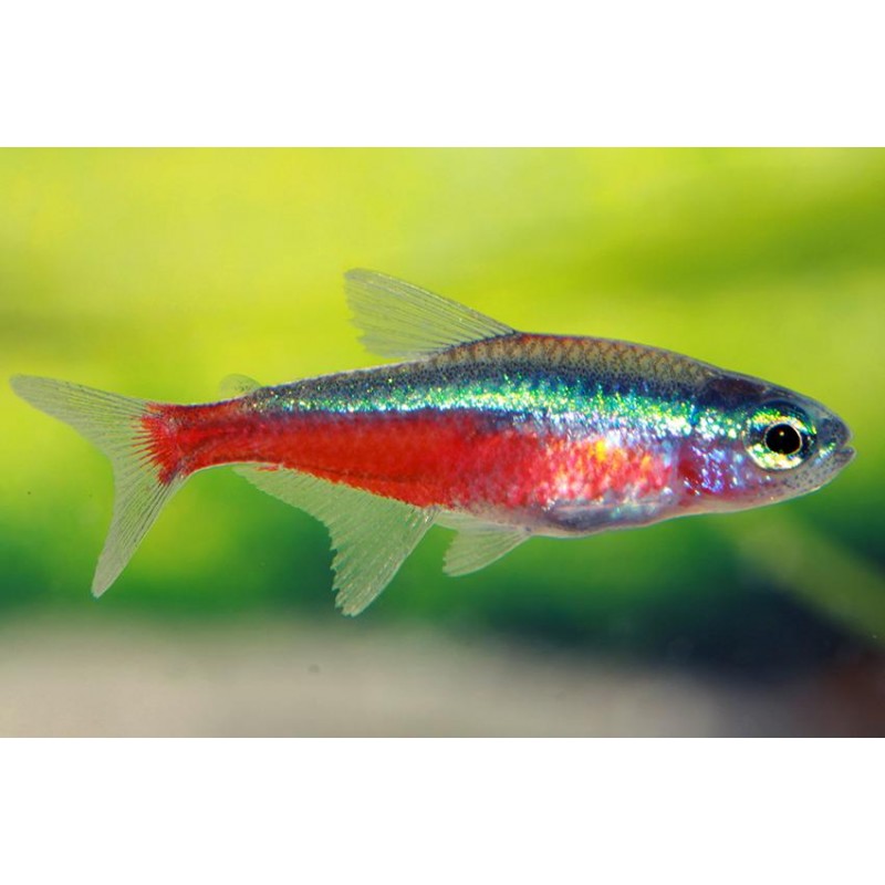 PARACHEIRODON AXELRODI XL - Aquaeden