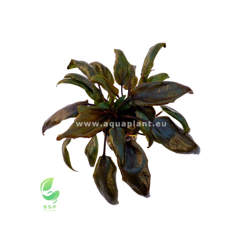 Cryptocoryne purpurea - Aquaeden