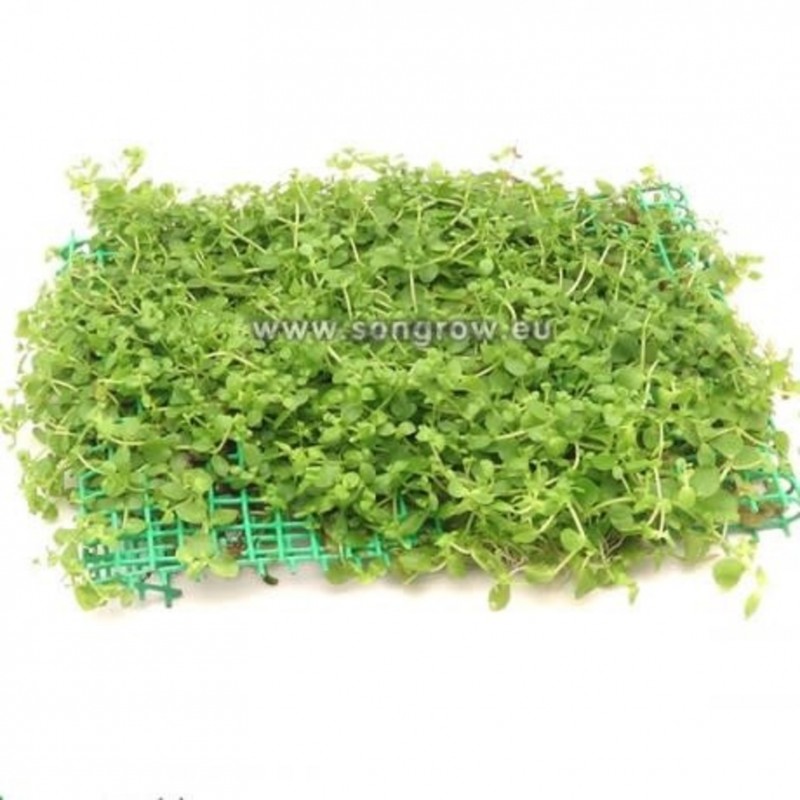 Micranthemum Monte Carlo (Epaqmat 16x11cm) - Aquaeden