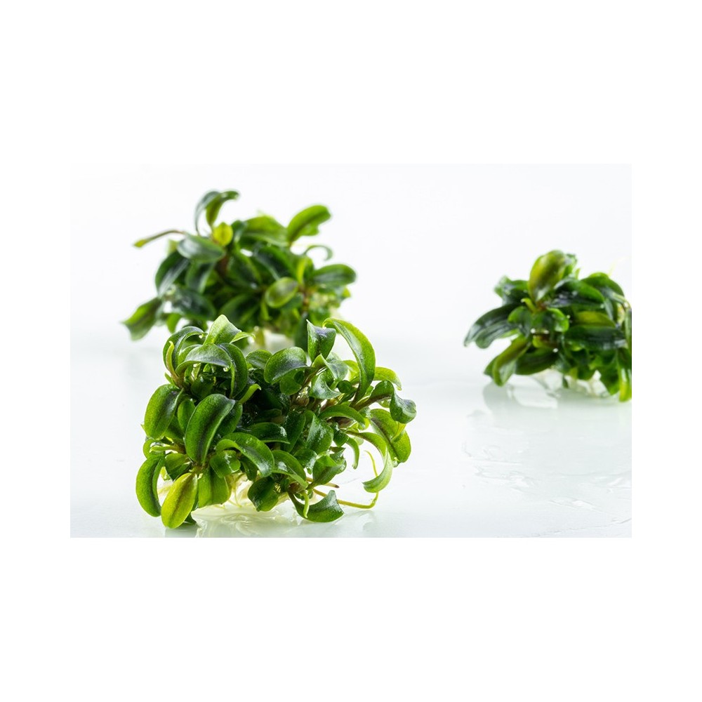 BUCEPHALANDRA "NEEDLE LEAF" - Aquaeden